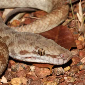 Children's Python - Facts, Diet, Habitat & Pictures on Animalia.bio