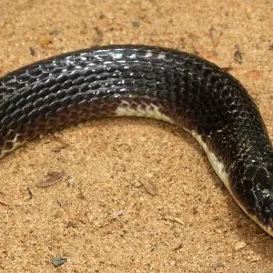 Common Krait - Facts, Diet, Habitat & Pictures on Animalia.bio