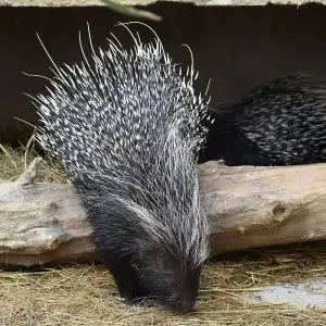 Cape Porcupine - Facts, Diet, Habitat & Pictures on Animalia.bio