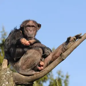 Common Chimpanzee - Facts, Diet, Habitat & Pictures on Animalia.bio