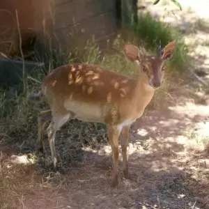 Suni - Facts, Diet, Habitat & Pictures on Animalia.bio