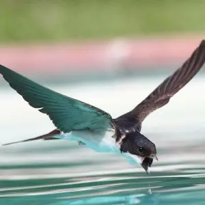 Common House Martin - Facts, Diet, Habitat & Pictures on Animalia.bio