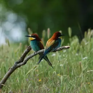 European bee-eater - Facts, Diet, Habitat & Pictures on Animalia.bio