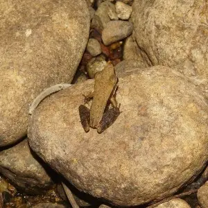 Bicolored frog - Facts, Diet, Habitat & Pictures on Animalia.bio