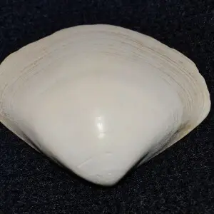 Atlantic surf clam - Facts, Diet, Habitat & Pictures on Animalia.bio