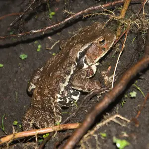 Japanese common toad - Facts, Diet, Habitat & Pictures on Animalia.bio