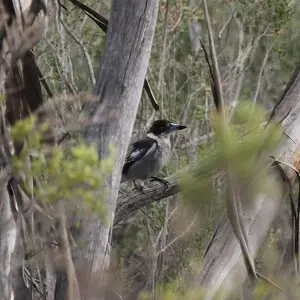 Grey butcherbird - Facts, Diet, Habitat & Pictures on Animalia.bio