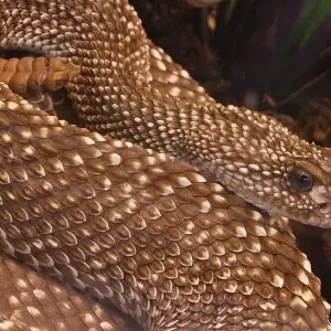 Crotalus vegrandis - Facts, Diet, Habitat & Pictures on Animalia.bio