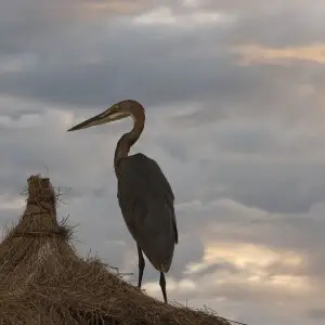 Goliath heron - Facts, Diet, Habitat & Pictures on Animalia.bio