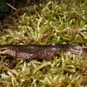 Palmate newt - Facts, Diet, Habitat & Pictures on Animalia.bio