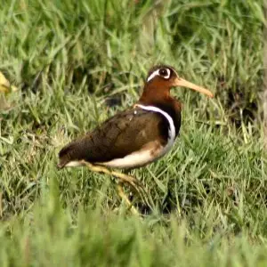 Greater painted-snipe - Facts, Diet, Habitat & Pictures on Animalia.bio