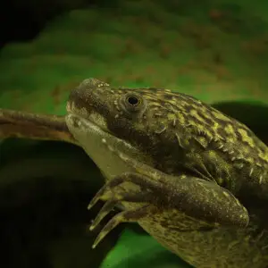 African clawed frog - Facts, Diet, Habitat & Pictures on Animalia.bio