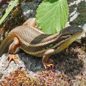 Iberian rock lizard - Facts, Diet, Habitat & Pictures on Animalia.bio
