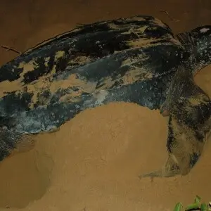Leatherback sea turtle - Facts, Diet, Habitat & Pictures on Animalia.bio