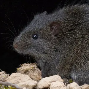 Australian swamp rat - Facts, Diet, Habitat & Pictures on Animalia.bio