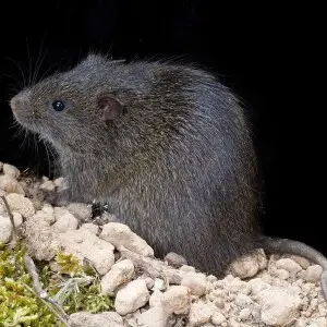 Australian swamp rat - Facts, Diet, Habitat & Pictures on Animalia.bio