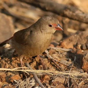 Red-billed firefinch - Facts, Diet, Habitat & Pictures on Animalia.bio