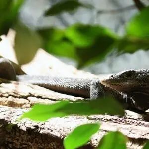 Black tree monitor - Facts, Diet, Habitat & Pictures on Animalia.bio