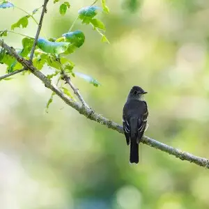 Western wood pewee - Facts, Diet, Habitat & Pictures on Animalia.bio