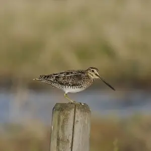 Wilson's snipe - Facts, Diet, Habitat & Pictures on Animalia.bio