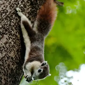 Finlayson's squirrel - Facts, Diet, Habitat & Pictures on Animalia.bio