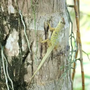 Anolis oculatus - Facts, Diet, Habitat & Pictures on Animalia.bio