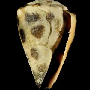 Conus ebraeus - Facts, Diet, Habitat & Pictures on Animalia.bio