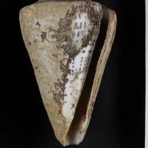 Conus leopardus - Facts, Diet, Habitat & Pictures on Animalia.bio