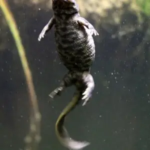 Iberian ribbed newt - Facts, Diet, Habitat & Pictures on Animalia.bio