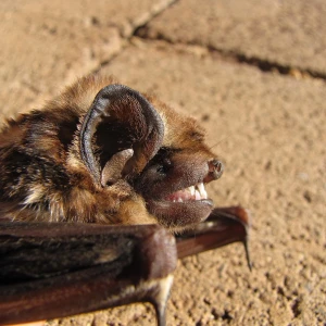 Lasiurus semotus - Facts, Diet, Habitat & Pictures on Animalia.bio