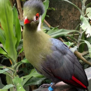White-cheeked turaco - Facts, Diet, Habitat & Pictures on Animalia.bio