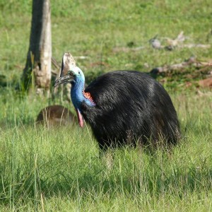Southern Cassowary - Facts, Diet, Habitat & Pictures on Animalia.bio