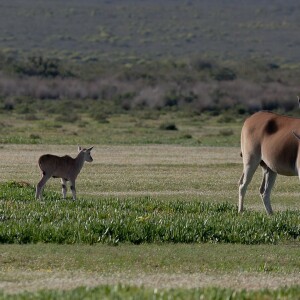 Common Eland - Facts, Diet, Habitat & Pictures on Animalia.bio