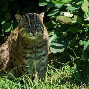 Fishing Cat - Facts, Diet, Habitat & Pictures on Animalia.bio