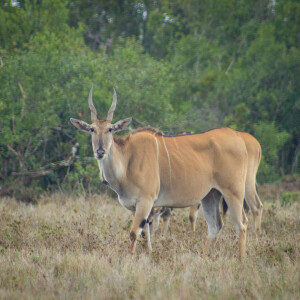 Common Eland - Facts, Diet, Habitat & Pictures on Animalia.bio