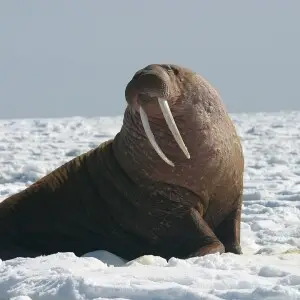 Walrus - Facts, Diet, Habitat & Pictures on Animalia.bio