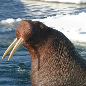 Walrus - Facts, Diet, Habitat & Pictures on Animalia.bio