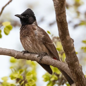 Бюльбюль червоночубий - факти, дієта, ареал і фотографії на Animalia.bio