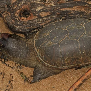 Мулова черепаха червона - факти, дієта, ареал і фотографії на Animalia.bio