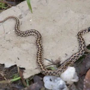 Checkered Garter Snake - Facts, Diet, Habitat & Pictures on Animalia.bio