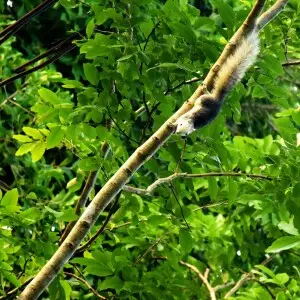 Finlayson's squirrel - Facts, Diet, Habitat & Pictures on Animalia.bio