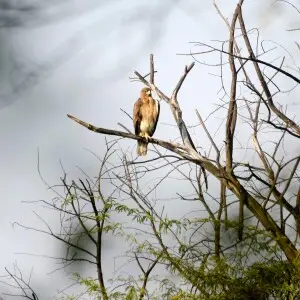 Booted eagle - Facts, Diet, Habitat & Pictures on Animalia.bio
