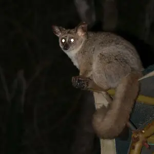 Brown greater galago - Facts, Diet, Habitat & Pictures on Animalia.bio