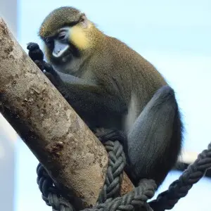 Moustached guenon - Facts, Diet, Habitat & Pictures on Animalia.bio