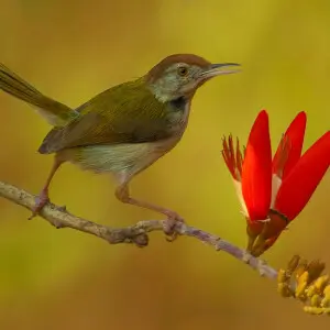 Common tailorbird - Facts, Diet, Habitat & Pictures on Animalia.bio