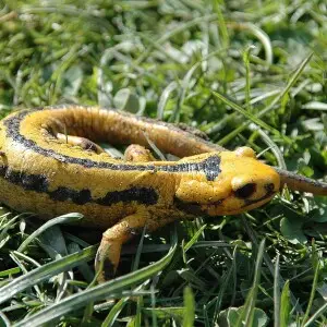 Fire salamander - Facts, Diet, Habitat & Pictures on Animalia.bio