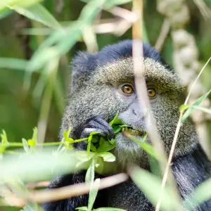 Golden Monkey - Facts, Diet, Habitat & Pictures on Animalia.bio