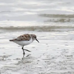 Sanderling - Facts, Diet, Habitat & Pictures on Animalia.bio