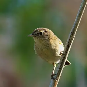 Common Chiffchaff - Facts, Diet, Habitat & Pictures on Animalia.bio