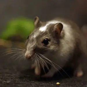 Mongolian Gerbil - Facts, Diet, Habitat & Pictures on Animalia.bio